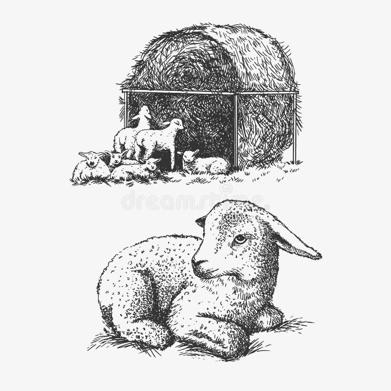 Sheep Pen Stock Illustrations – 747 Sheep Pen Stock Illustrations ...