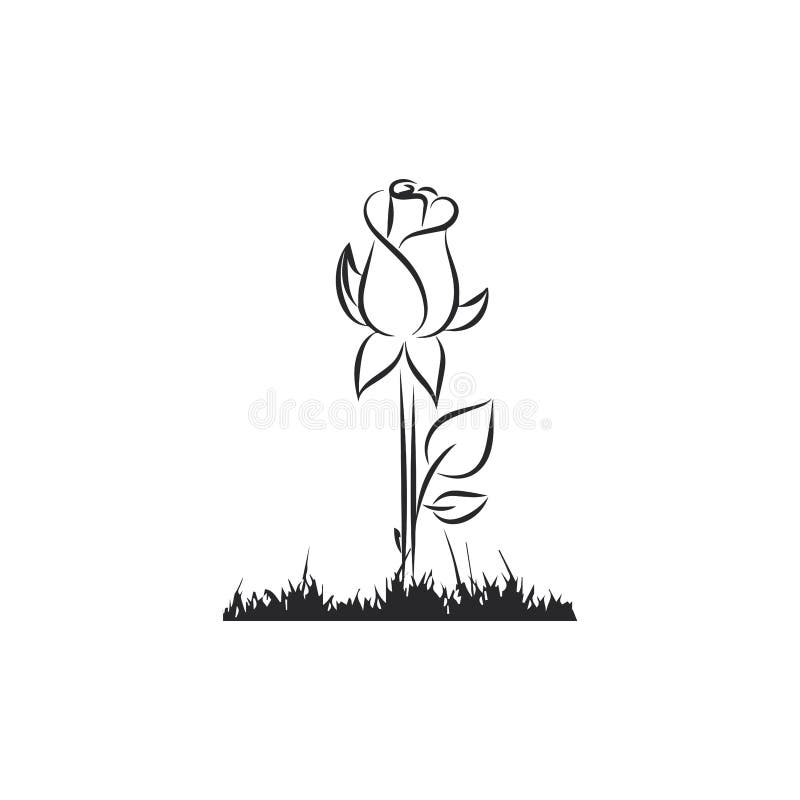 Illustration of Beautiful Rose Hand Drawing Stock Vector - Illustration ...