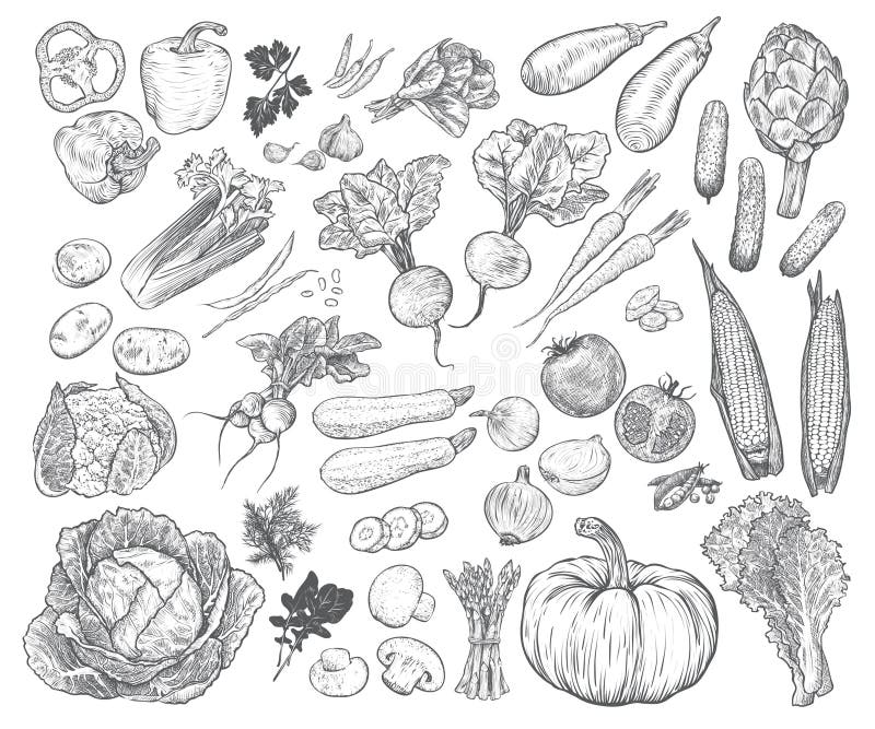 Hand Drawn Fresh Vegetables Set. Template for Your Design Works Stock ...