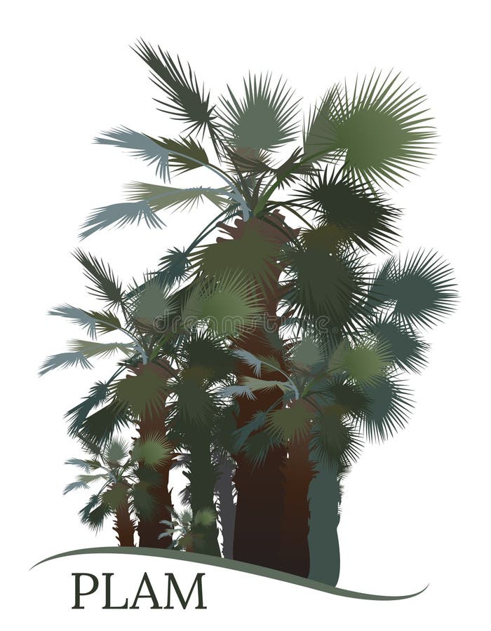 Illustration Realistic Palm Trees Isolated on White Background - Vector ...