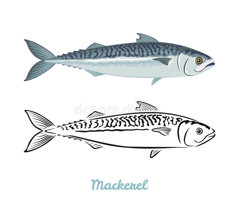 Mackerel Fish Illustration stock vector. Illustration of lglucena ...