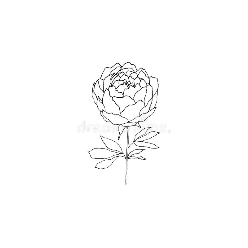 Simple Style Illustrations of Little Peony Flower Vector Design Stock ...