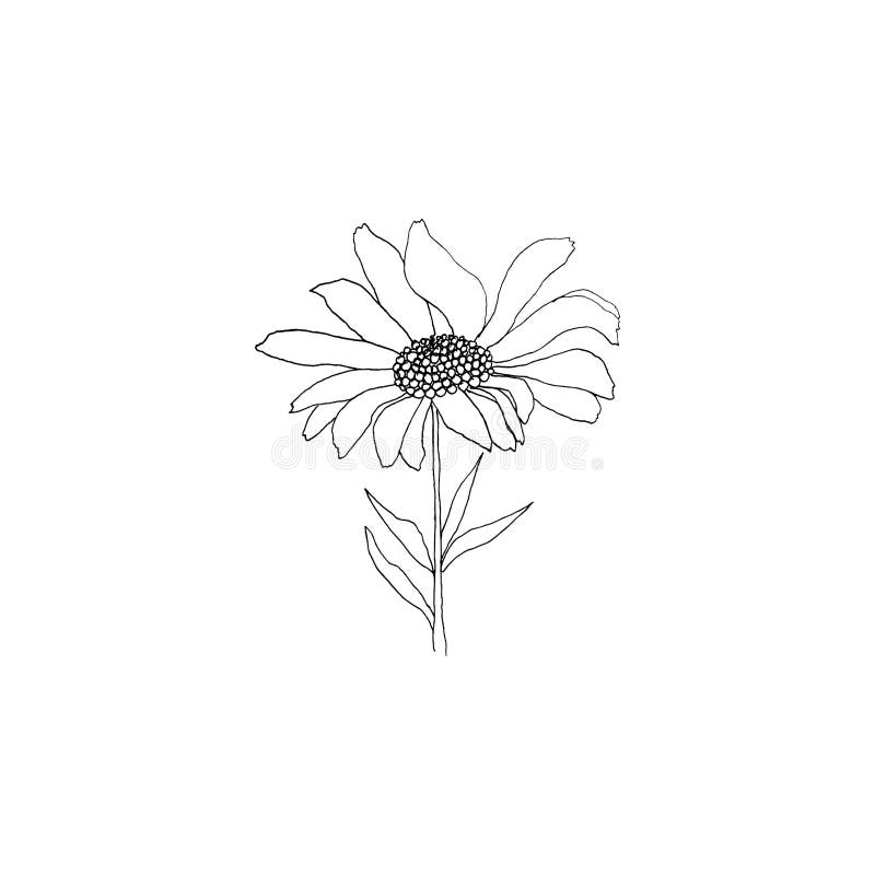 Simple Sunflower Illustration Outline Style Vector Stock Vector ...