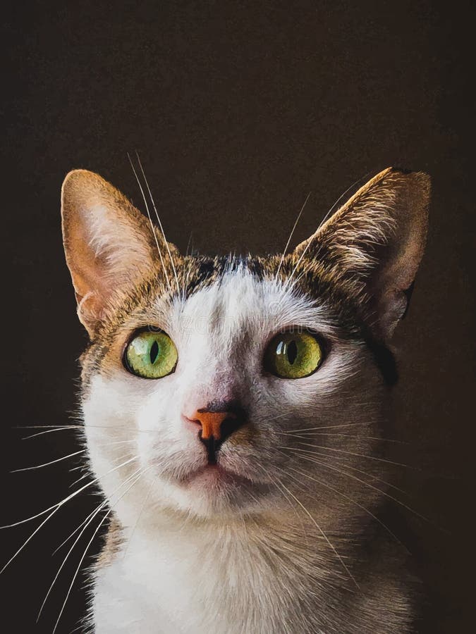 Cat Looking into the Camera Stock Photo - Image of space, naive: 192563372