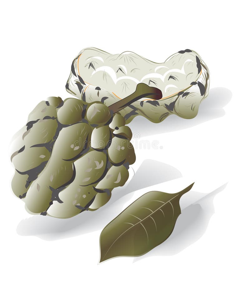 Custard Apple Fruit Illustration and Vector Stock Vector - Illustration ...