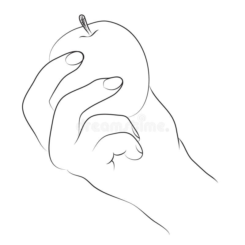 Linear Sketch Drawing. Hand Holding Apple Line Art Illustration Stock ...
