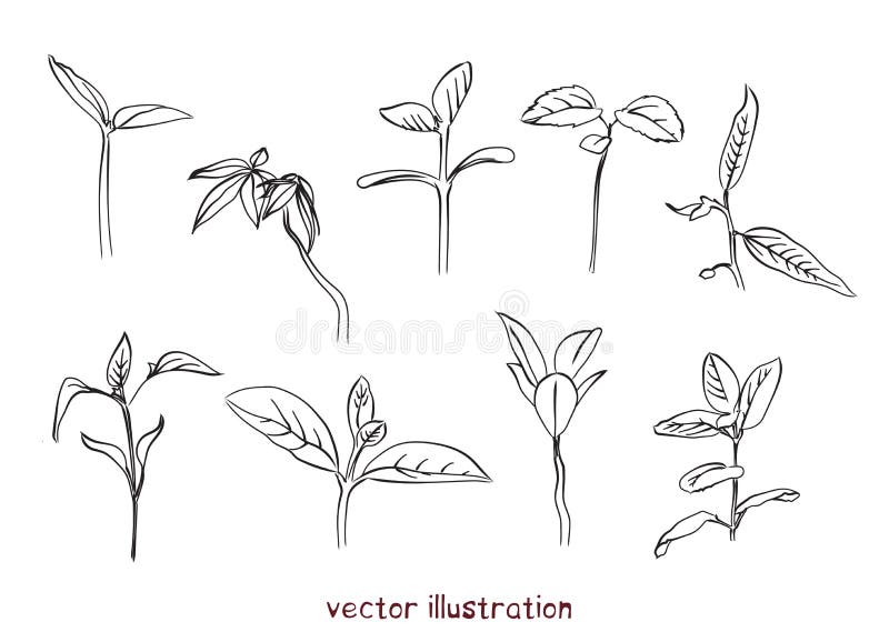 Sprouts Sketches Stock Illustrations – 24 Sprouts Sketches Stock ...