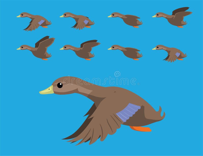 American Black Duck Flying Animation Sequence Cartoon Vector Stock ...