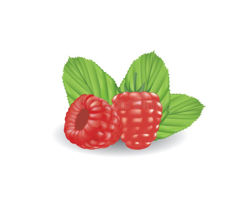 Set of Raspberry Green Leaves Illustration for Web Isolated on White ...