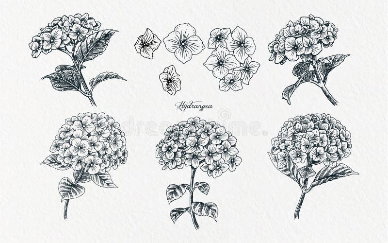 Hand Drawn Vector Illustration Hydrangea Flower Stock Vector ...