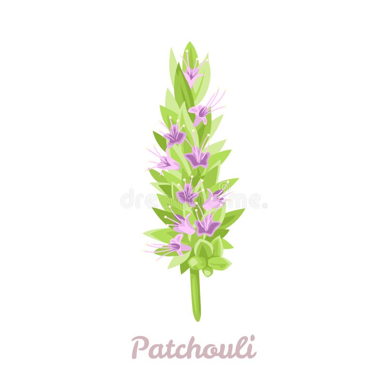 Patchouli Isolated on White Background. Fragrant Plant with Flowers and ...