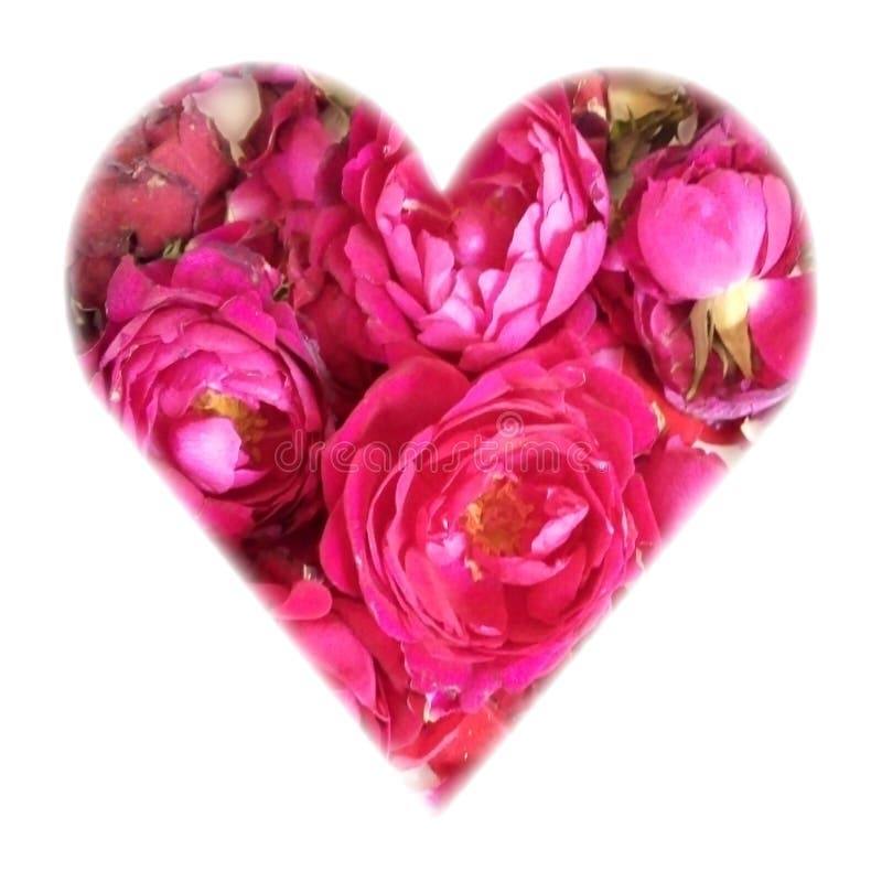 Pink Heart Shape when the Pink Roses Images Wallpaper Stock Image ...