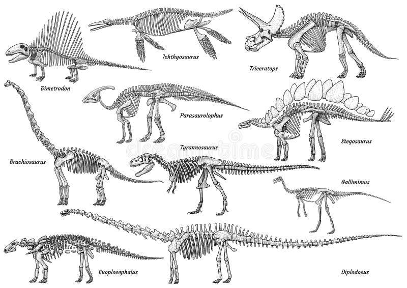 Brachiosaurus Skeleton, Illustration, Drawing, Engraving, Ink, Line Art ...