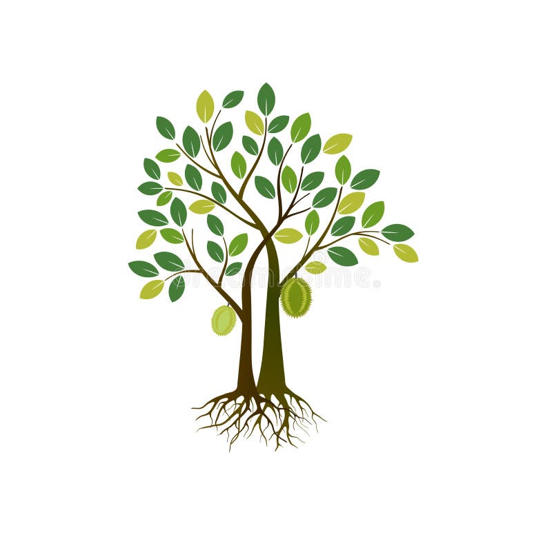 Durian Branch Stock Illustrations – 163 Durian Branch Stock ...