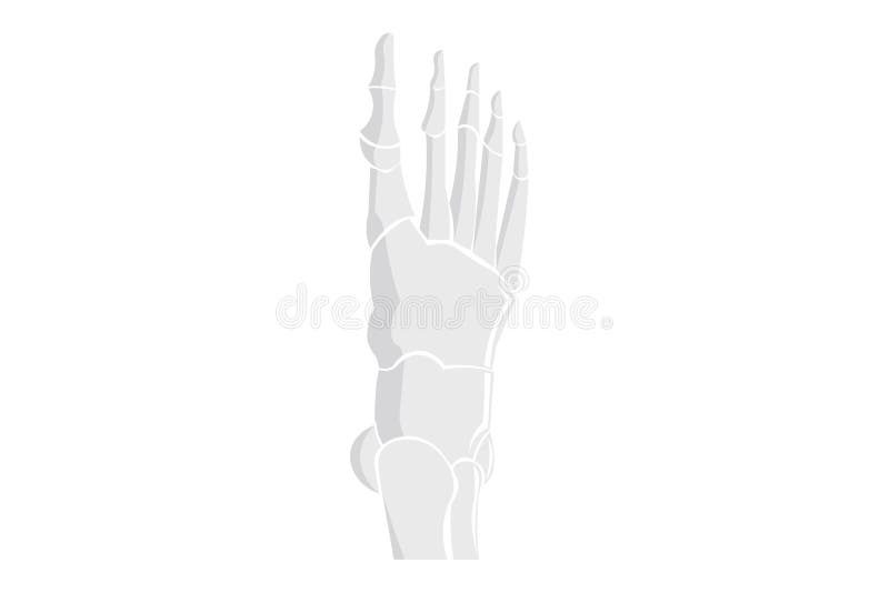 Vector Illustration of Human Skull Foot Stock Vector - Illustration of ...