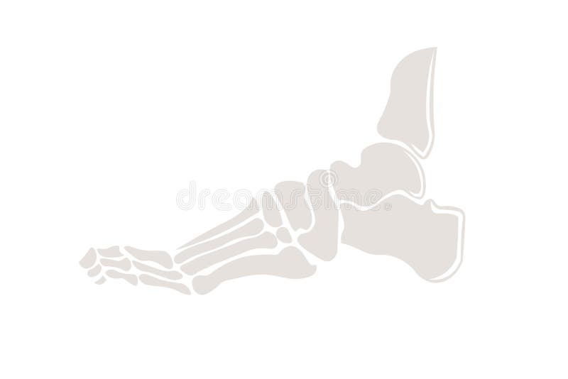 Vector Illustration of Skull Leg Skeleton Stock Vector - Illustration ...