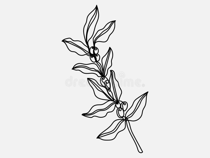 Coffee Tree Branch Continuous Line Vector Drawing. Isolated on a White ...