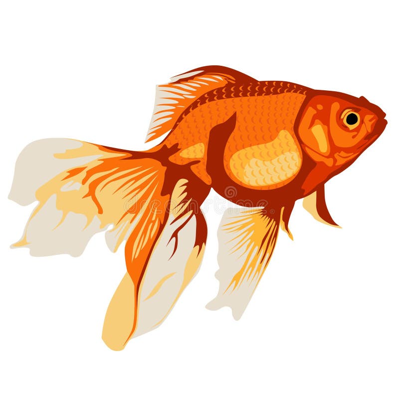 Koki Fish Stock Illustrations – 17 Koki Fish Stock Illustrations ...