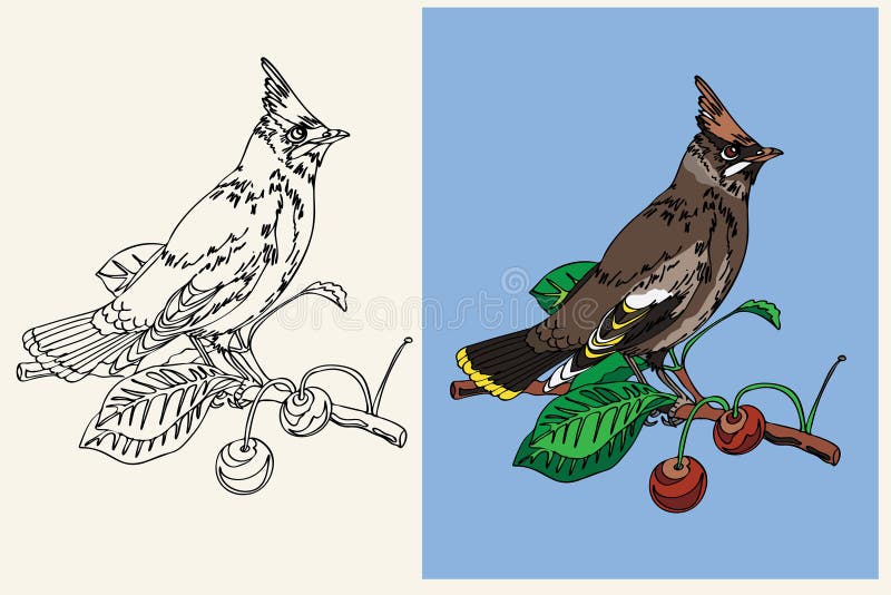 Cedar Pipit Stock Illustrations – 1 Cedar Pipit Stock Illustrations ...