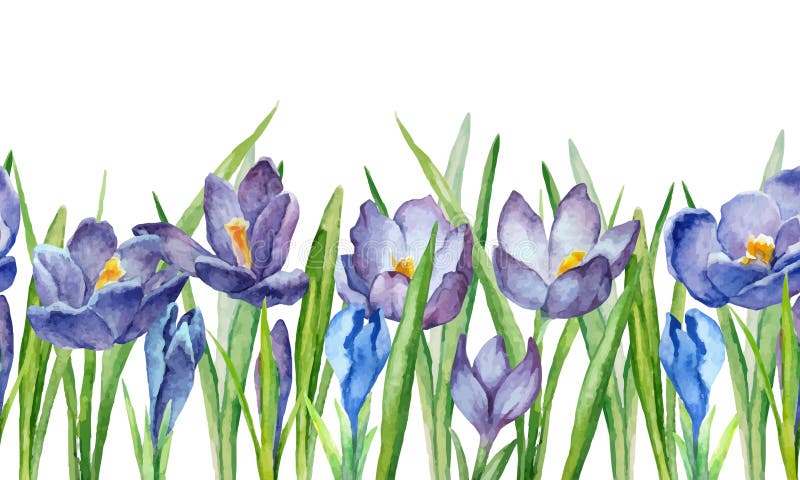 Garden Border Crocus Stock Illustrations – 675 Garden Border Crocus ...