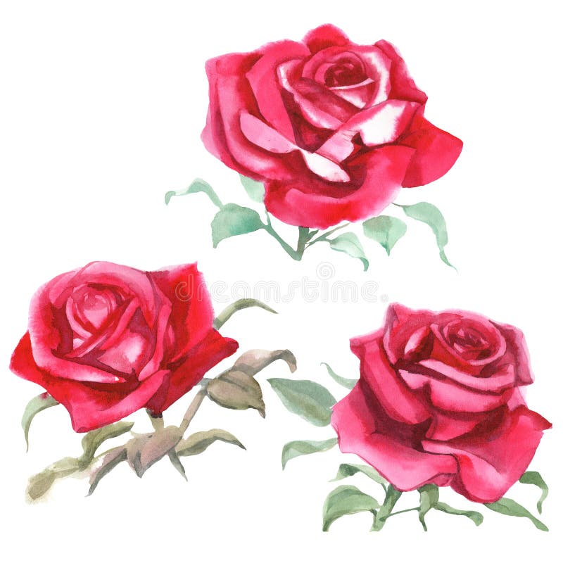 Set of Red Roses. Watercolor Illustration Stock Photo - Image of ...