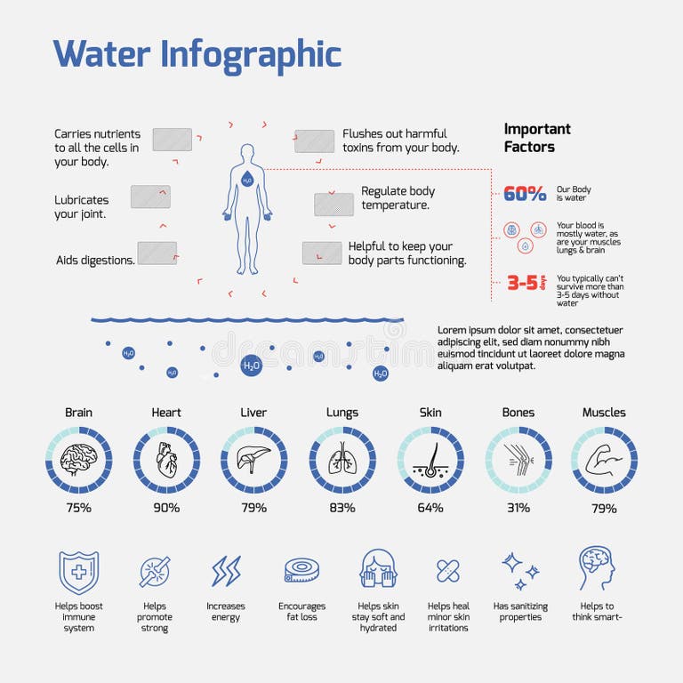 Importance Drinking Water Stock Illustrations 438 Importance Drinking