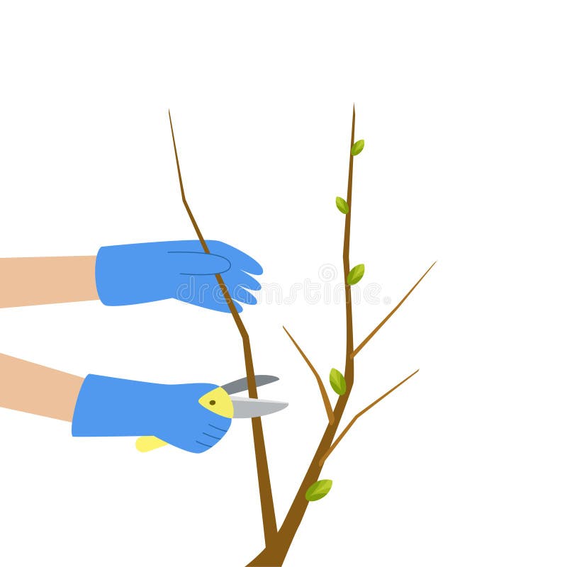 Person Pruning Stock Illustrations – 467 Person Pruning Stock ...