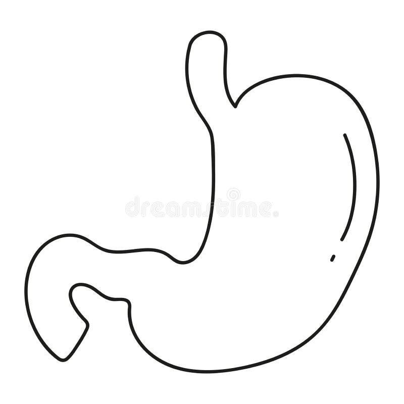 Human Body Digestive Doodle Stock Illustrations – 360 Human Body ...