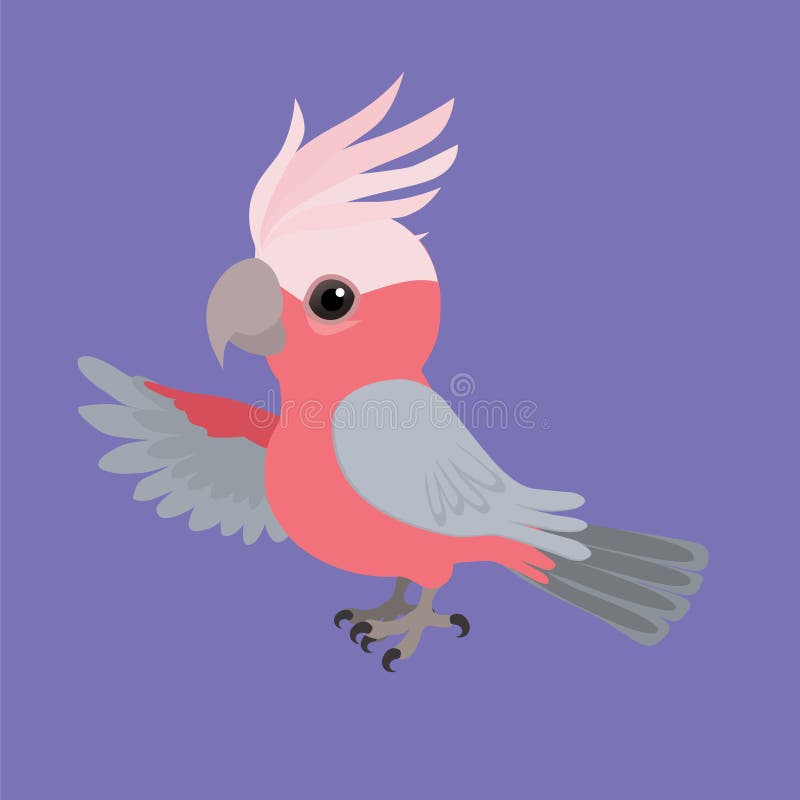 Galah Cockatoo Stock Illustrations – 83 Galah Cockatoo Stock ...