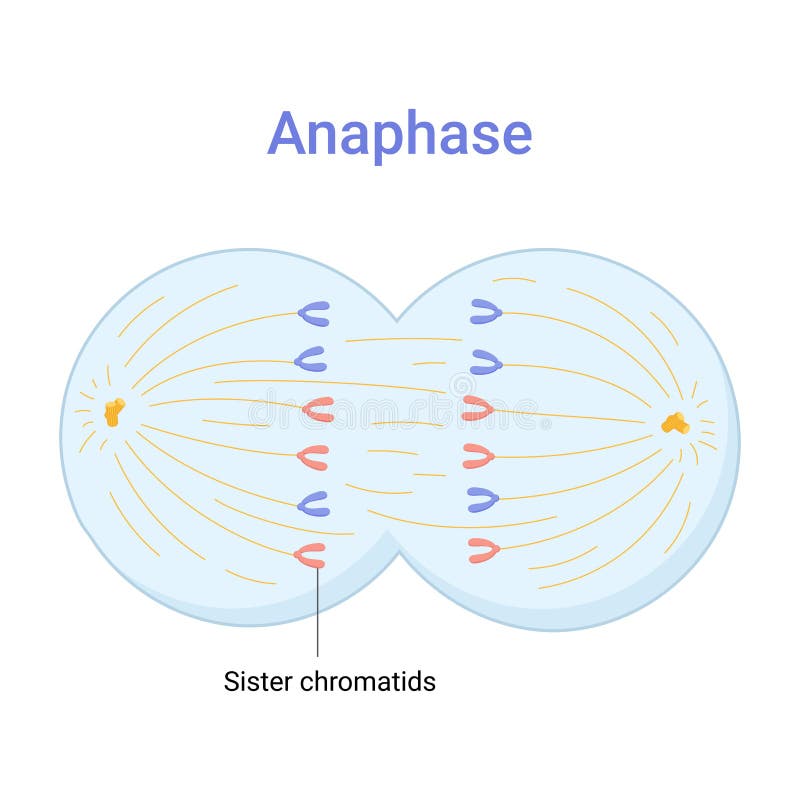 Anaphase Stock Illustrations – 249 Anaphase Stock Illustrations ...