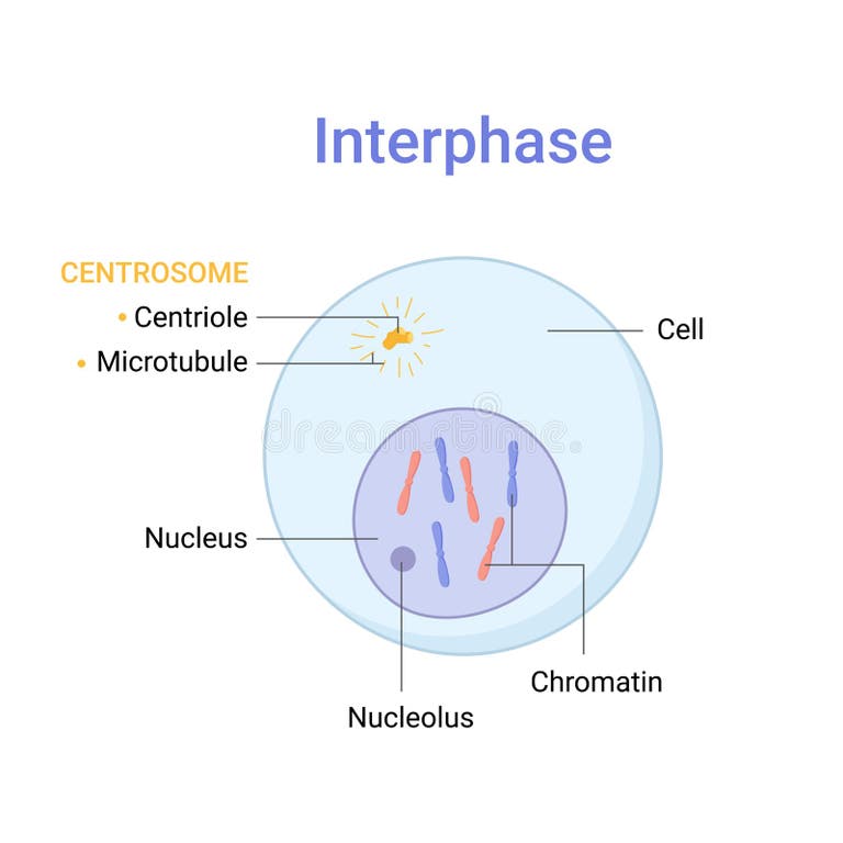 Vector Illustration of Mitosis Phase. Interphase Stock Vector ...