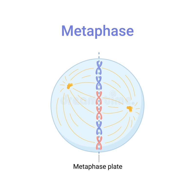 Metaphase Definition Biology