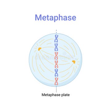 Metaphase Diagram Stock Illustrations – 115 Metaphase Diagram Stock ...