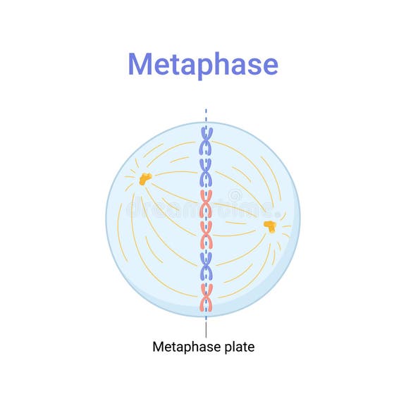 Prophase Diagram Stock Illustrations – 83 Prophase Diagram Stock ...