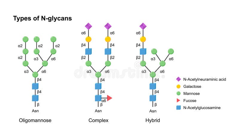 Vector Types of N-glycans. Oligomannose, Complex and Hybrid Stock ...