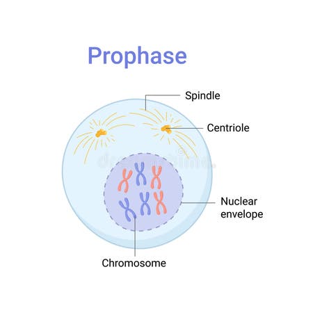 Prophase Diagram Stock Illustrations – 156 Prophase Diagram Stock ...