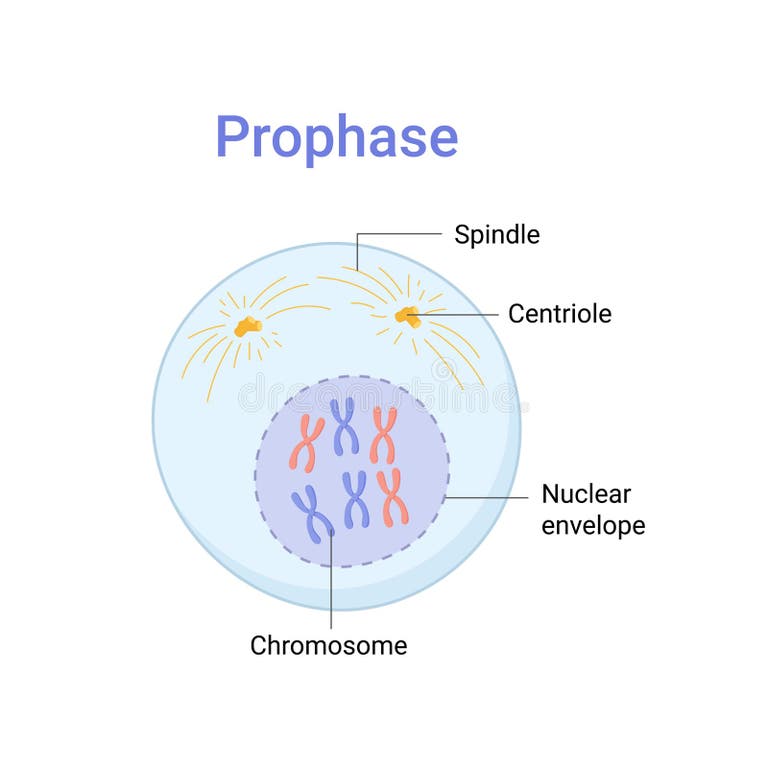 Prophase Diagram Stock Illustrations – 156 Prophase Diagram Stock ...