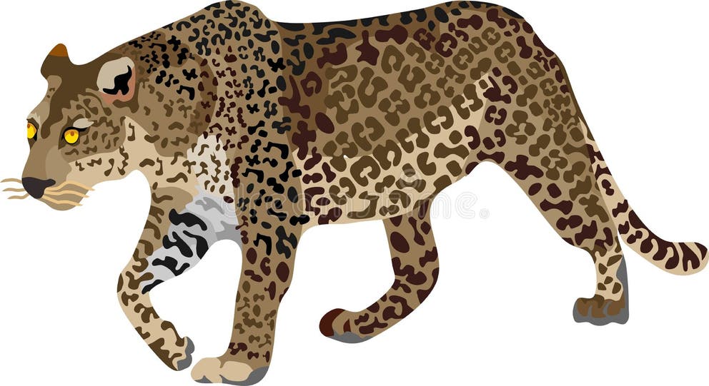 Dotted Leopard Mammal Animal Vector Illustration Stock Vector ...