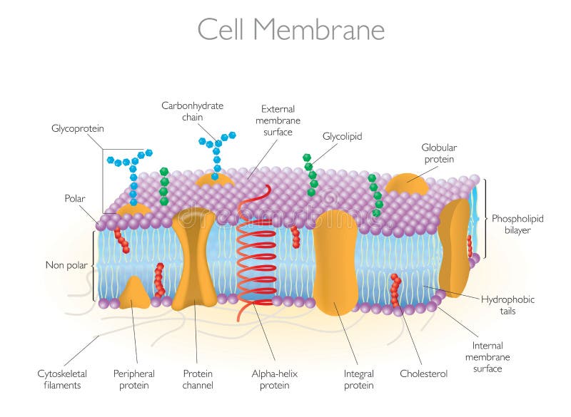 Detailed Diagram Models of a Cell Membrane Vector Illustration Stock ...
