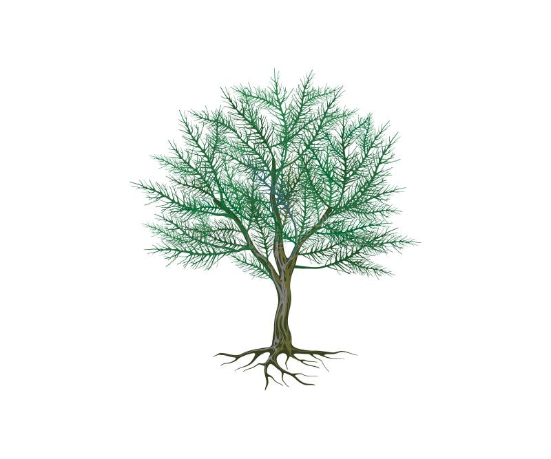 Printable Gharqad Tree Image Stock Vector - Illustration of indian ...