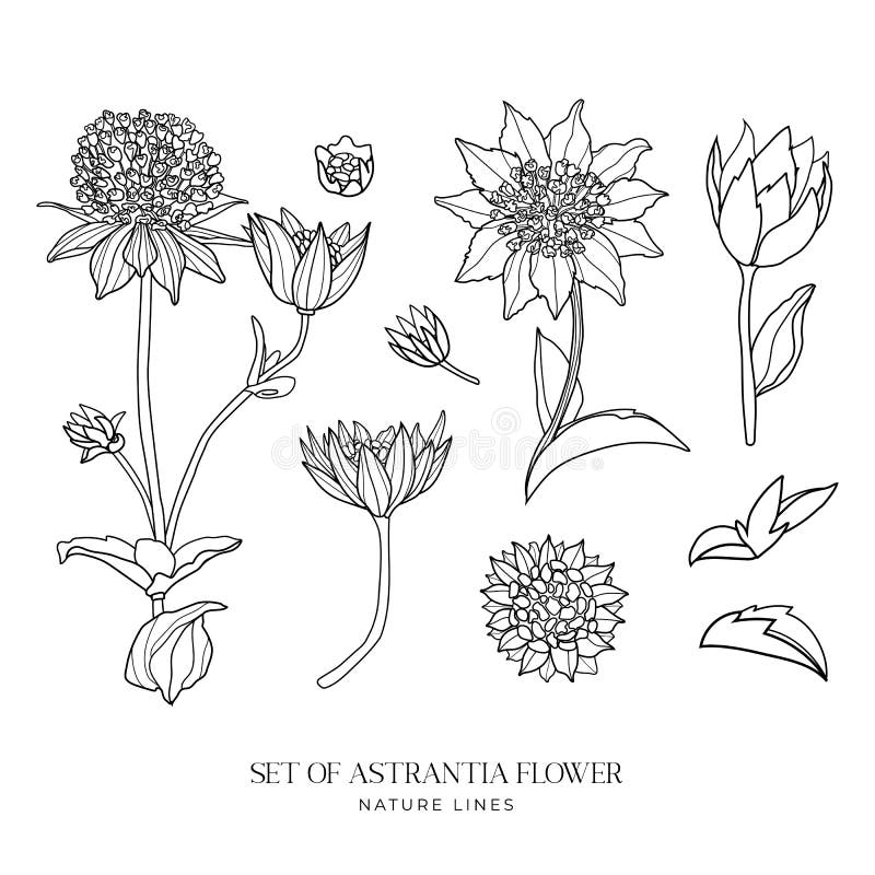 Set Of Linear Drawing Astrantia Leaves And Flowers, Vector Illustration ...