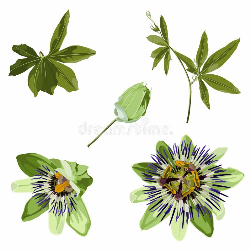 Purple Passionflower Passiflora Incarnata, Medicinal Plant. Stock ...