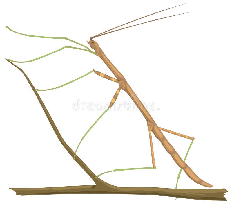 Stick Insect Stock Illustrations – 5,292 Stick Insect Stock ...