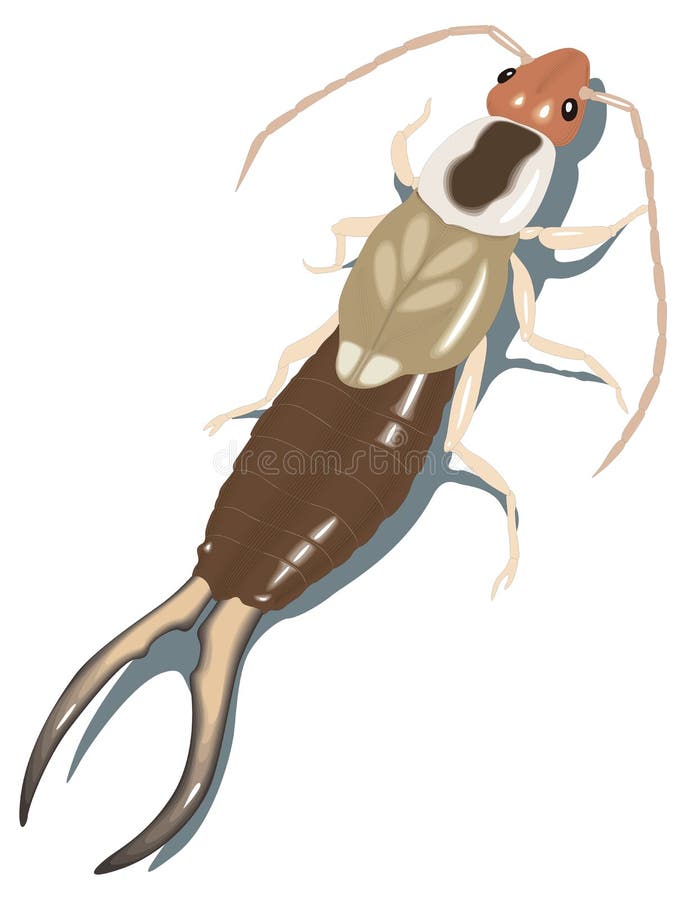 Cartoon Earwig Stock Illustrations – 471 Cartoon Earwig Stock ...