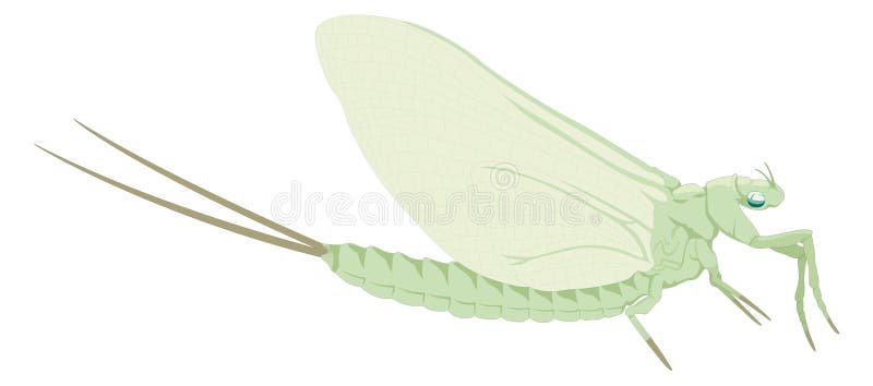 Mayfly Stock Illustrations – 223 Mayfly Stock Illustrations, Vectors ...