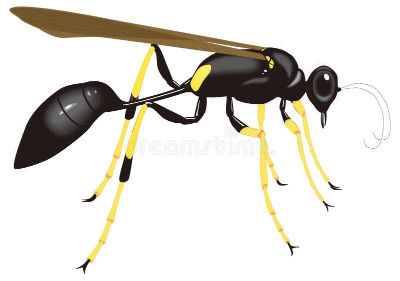 Mud Dauber Stock Illustrations – 20 Mud Dauber Stock Illustrations ...