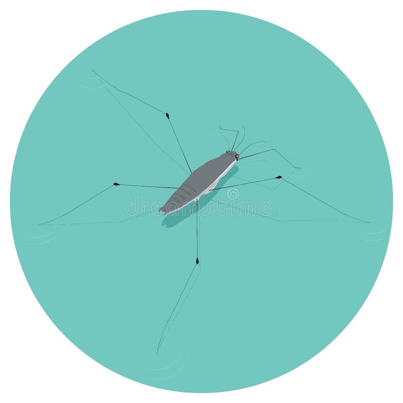 Cartoon Water Strider Stock Illustrations – 38 Cartoon Water Strider ...