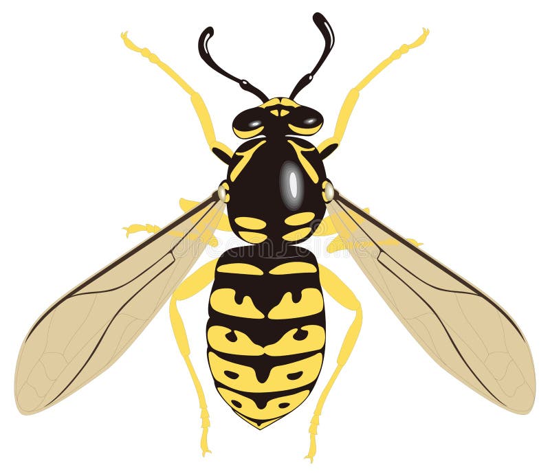 Yellow Jacket Wasp Stock Illustrations – 267 Yellow Jacket Wasp Stock ...