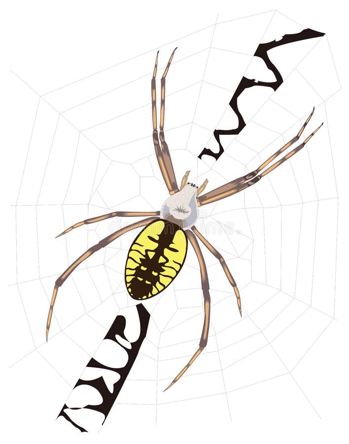Spider Vector Transparent Background Stock Illustrations – 976 Spider ...