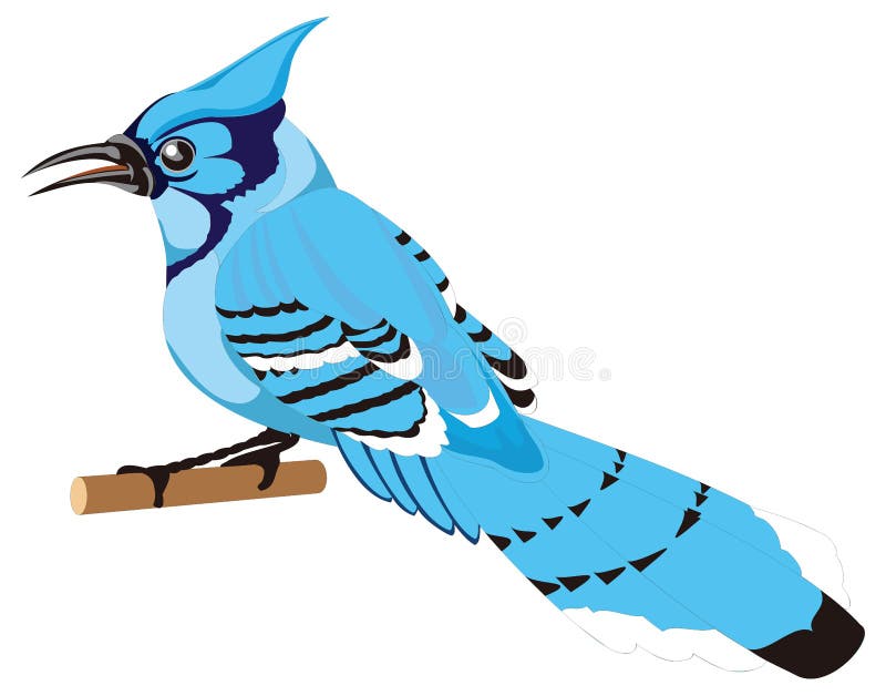 Blue Jay Clipart Stock Illustrations – 92 Blue Jay Clipart Stock ...